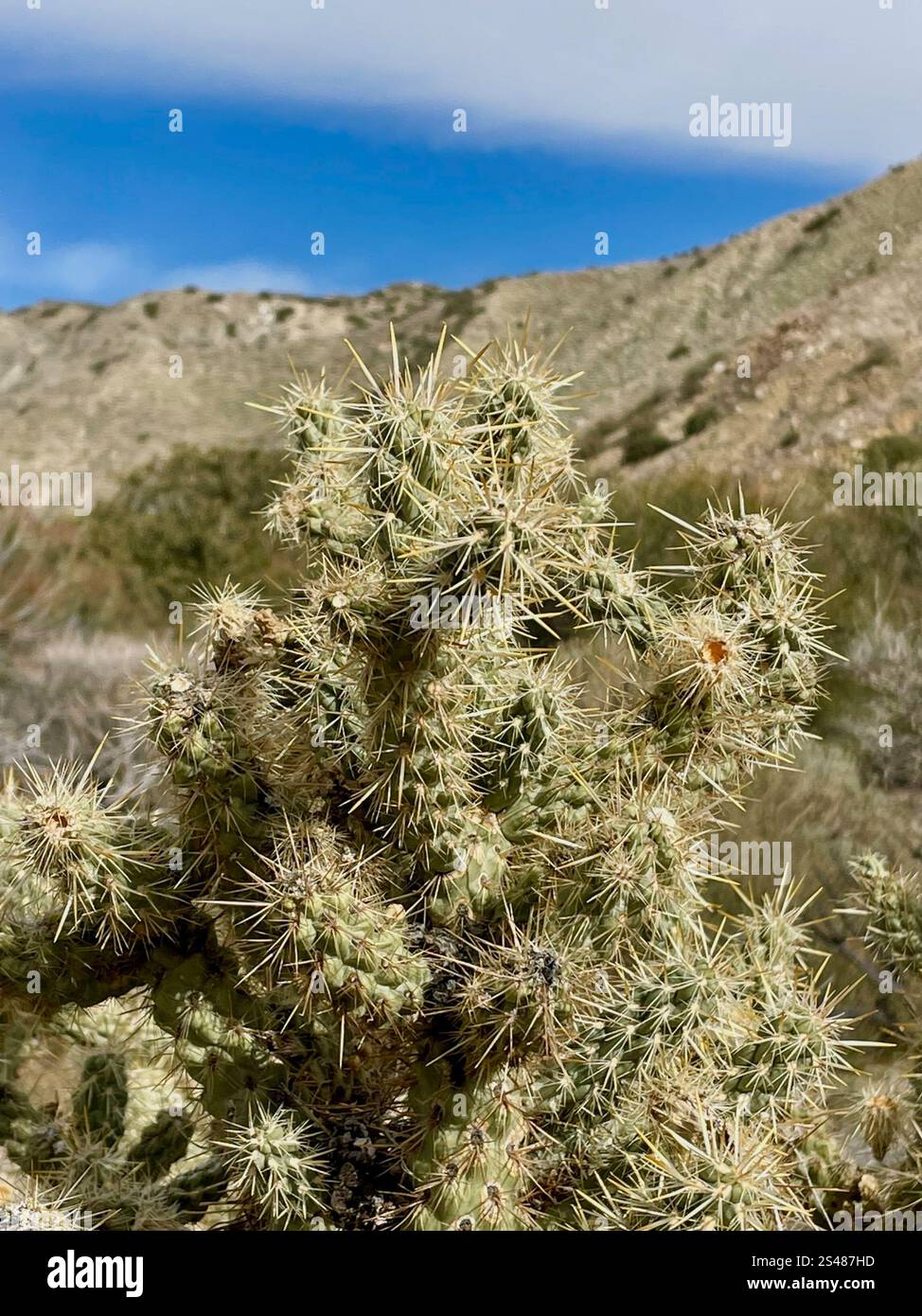 Silver Cholla (Cylindropuntia echinocarpa Stock Photo - Alamy
