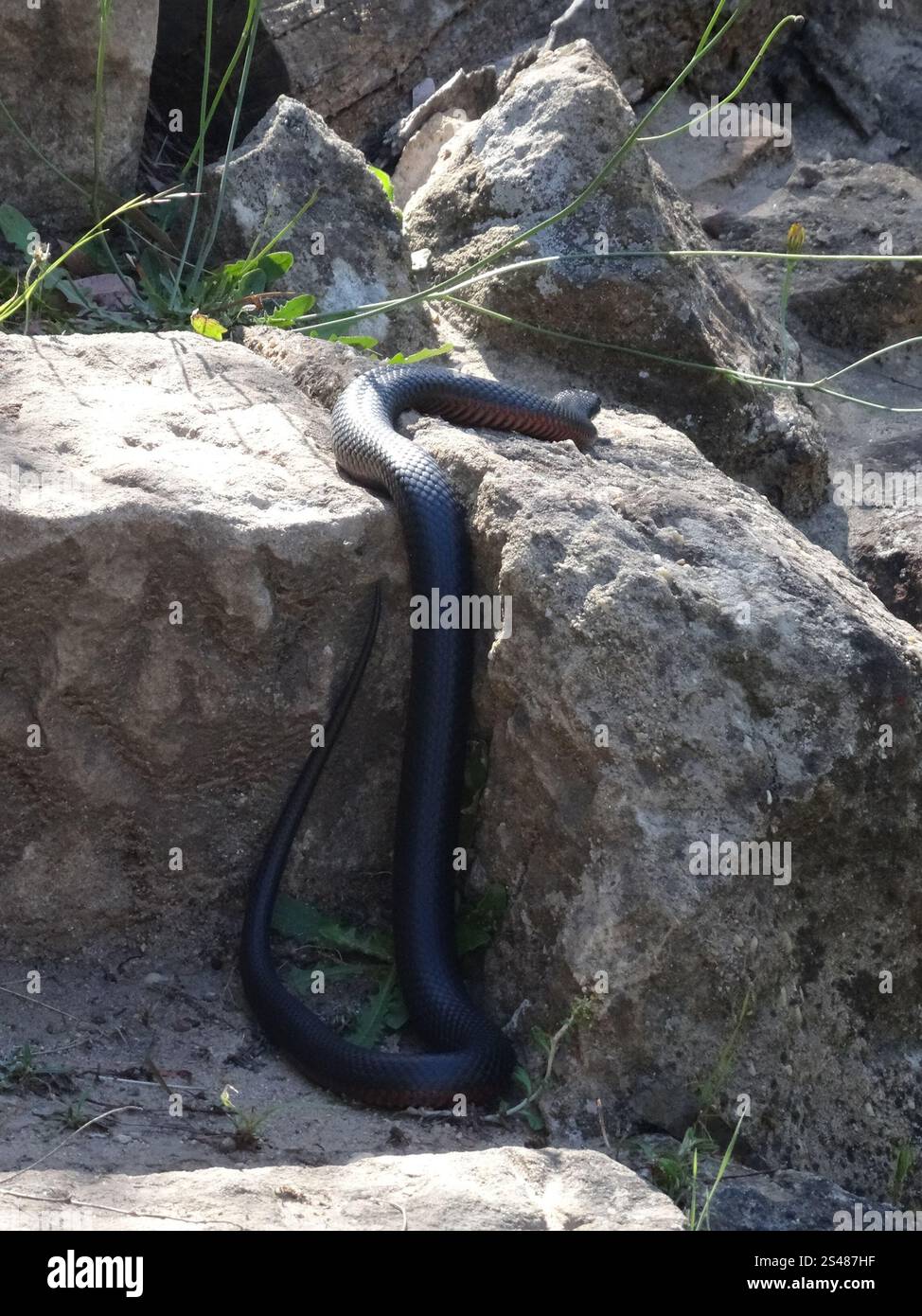 Red-bellied Black Snake (Pseudechis porphyriacus Stock Photo - Alamy