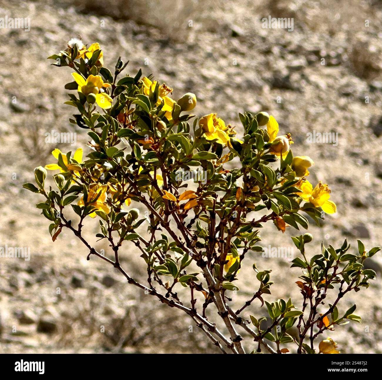 Creosote Bush (Larrea tridentata Stock Photo - Alamy