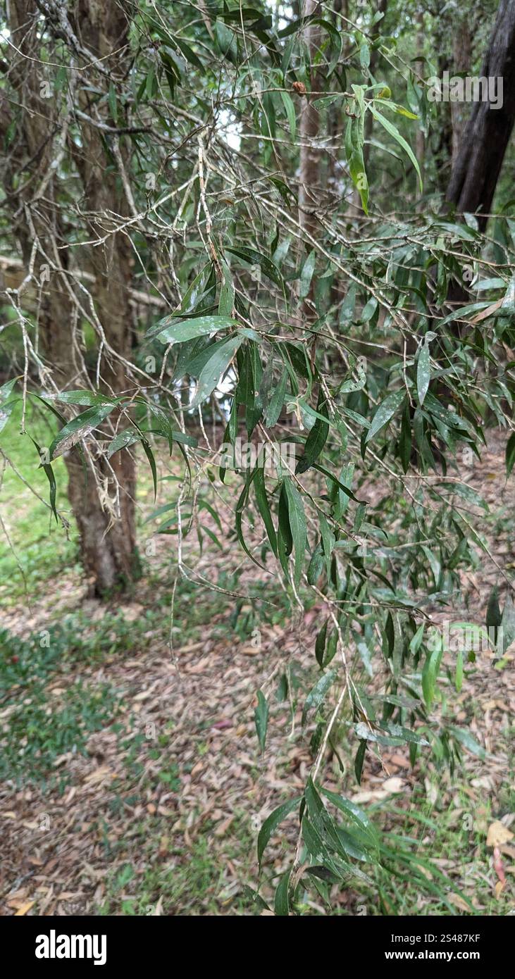 Willow bottlebrush (Melaleuca salicina Stock Photo - Alamy