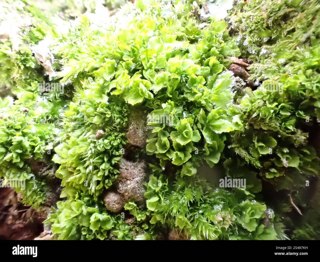 Water Screw-moss (Syntrichia latifolia Stock Photo - Alamy