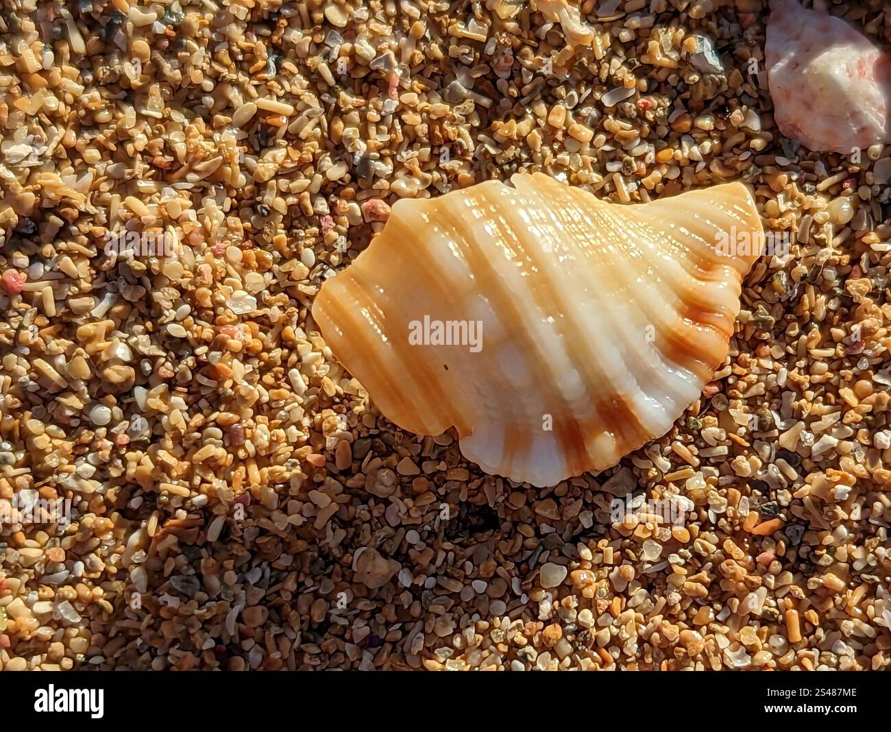 Cymatiid Triton Snails (Cymatiidae Stock Photo - Alamy