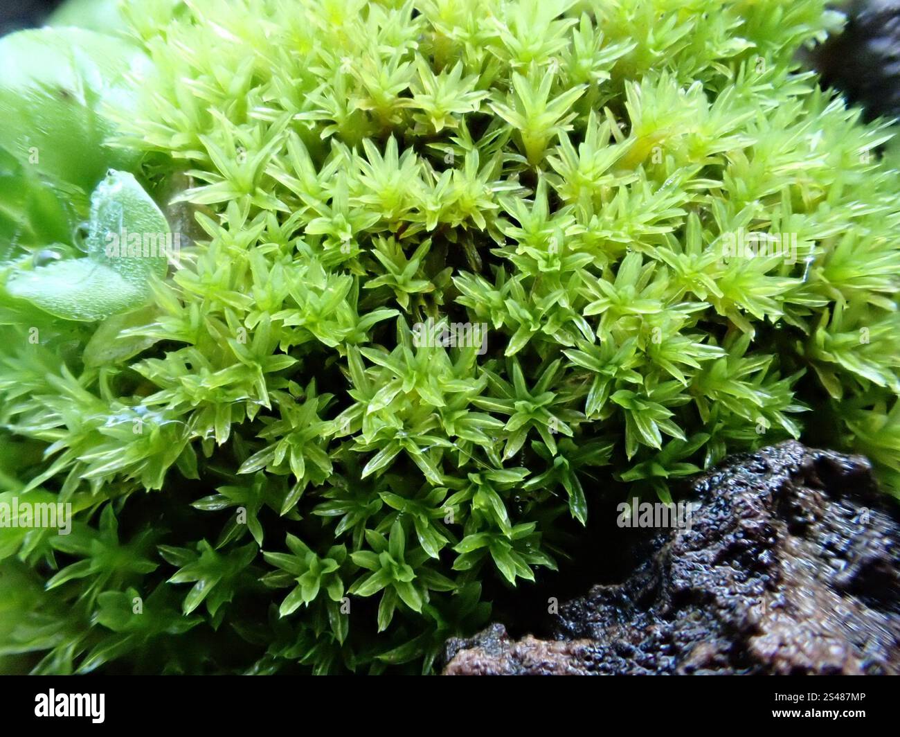 Bird's-Claw Beard-Moss (Barbula unguiculata Stock Photo - Alamy