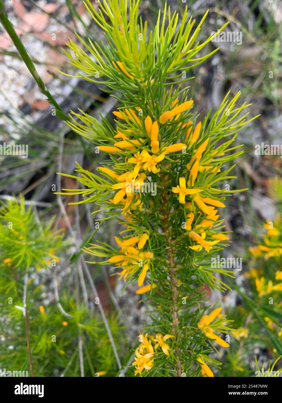 fine-leaf geebung (Persoonia tenuifolia Stock Photo - Alamy