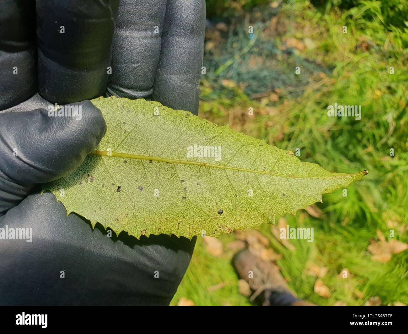 Hoheria hi-res stock photography and images - Alamy