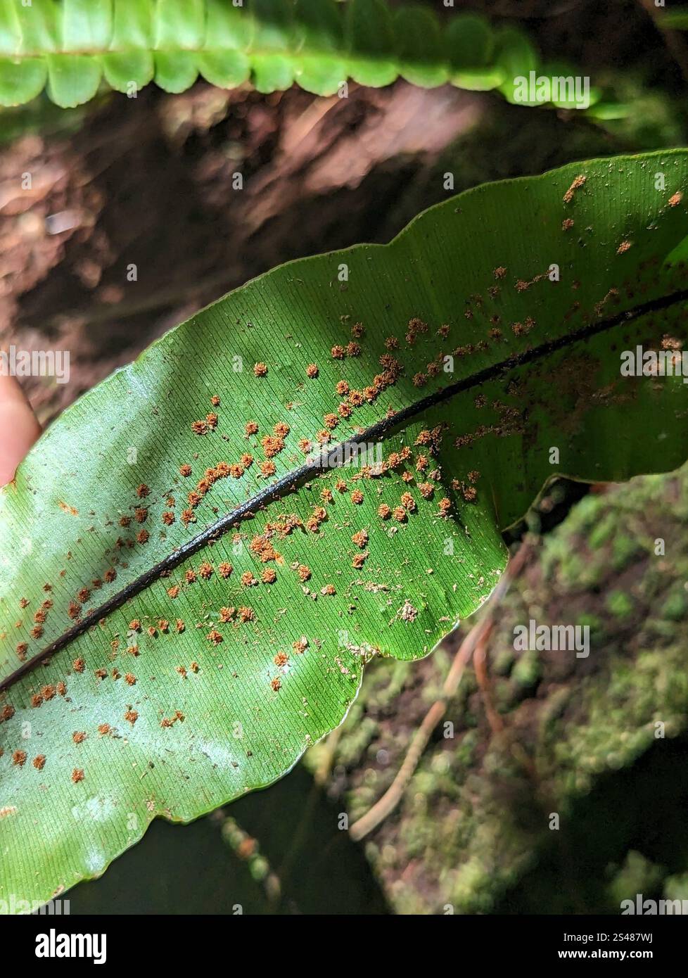 Oleander Fern (Oleandra articulata Stock Photo - Alamy