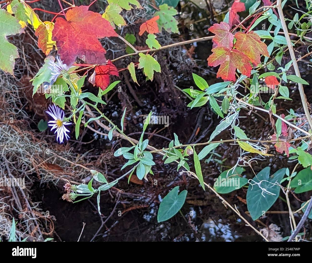 Aster carolinianus hi-res stock photography and images - Alamy