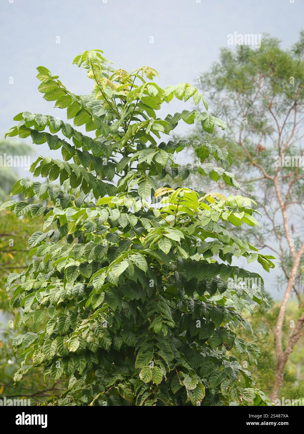 African tulip tree (Spathodea campanulata Stock Photo - Alamy