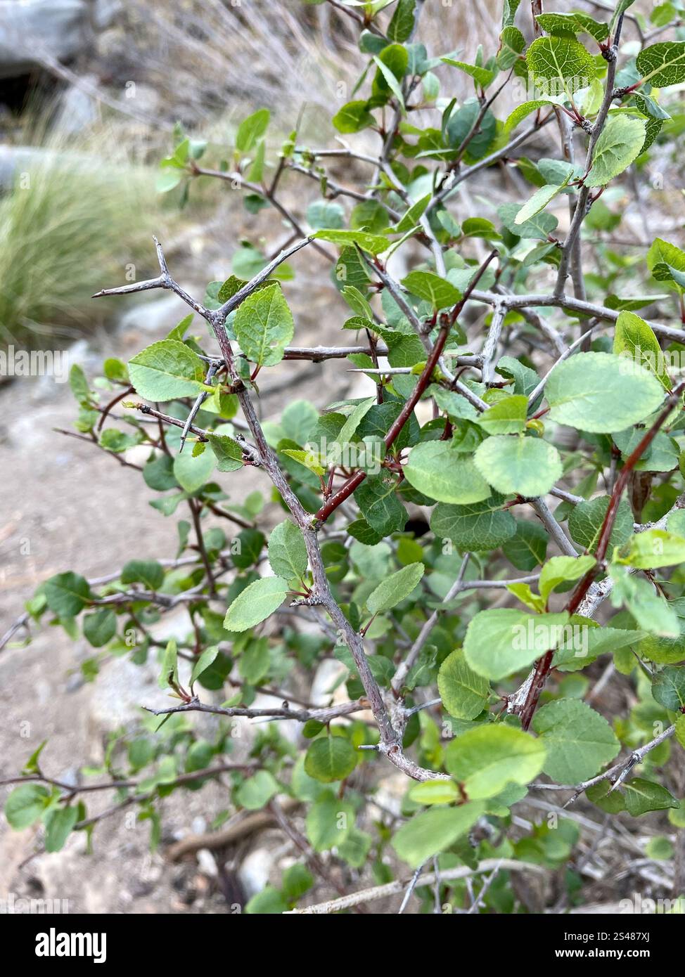 Desert Apricot (Prunus fremontii Stock Photo - Alamy