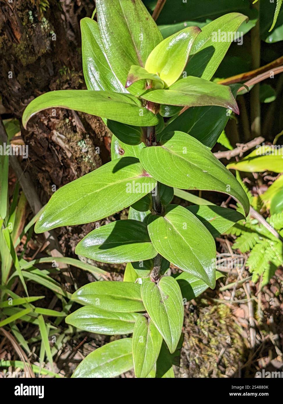 Kadua centranthoides hi-res stock photography and images - Alamy