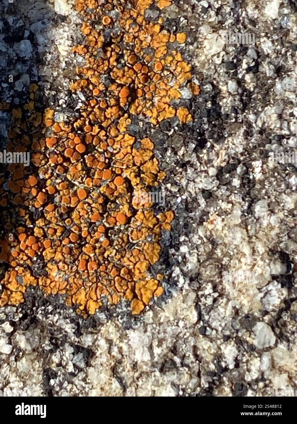 Sulphur Firedot (Gyalolechia flavovirescens Stock Photo - Alamy