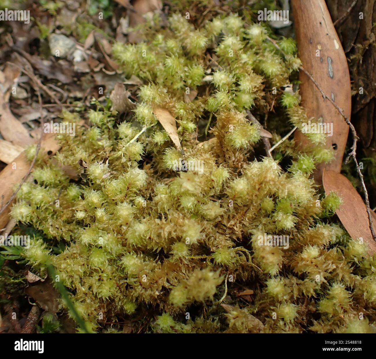 pipe-cleaner moss (Ptychomnion aciculare Stock Photo - Alamy