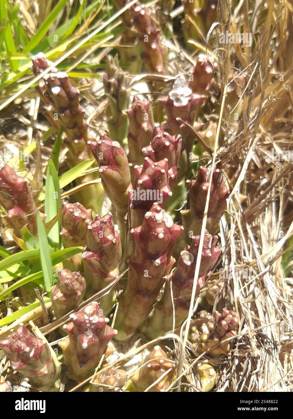Variegated Carrion-flower (Orbea variegata Stock Photo - Alamy