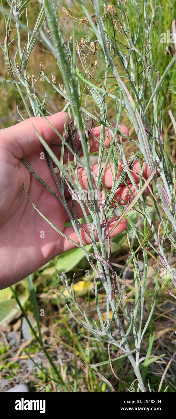 cotton burnweed (Senecio quadridentatus Stock Photo - Alamy