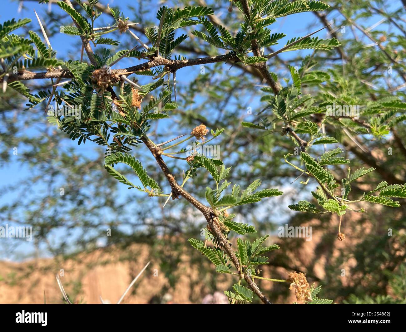 Sweet acacia (Vachellia farnesiana Stock Photo - Alamy
