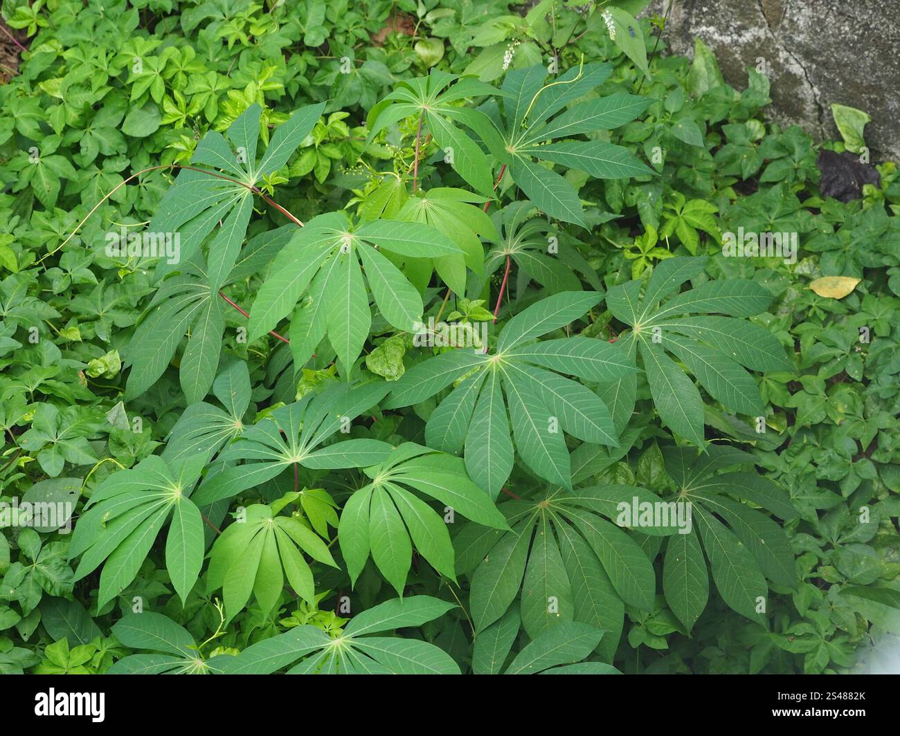 Cassava (Manihot esculenta Stock Photo - Alamy