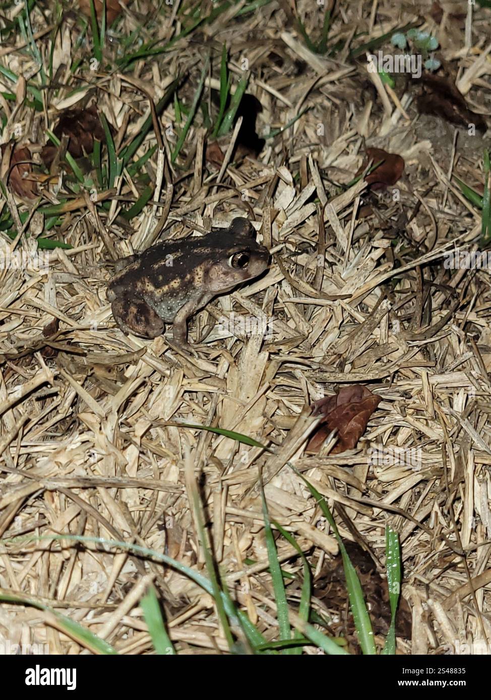 Eastern Spadefoot (Scaphiopus holbrookii Stock Photo - Alamy