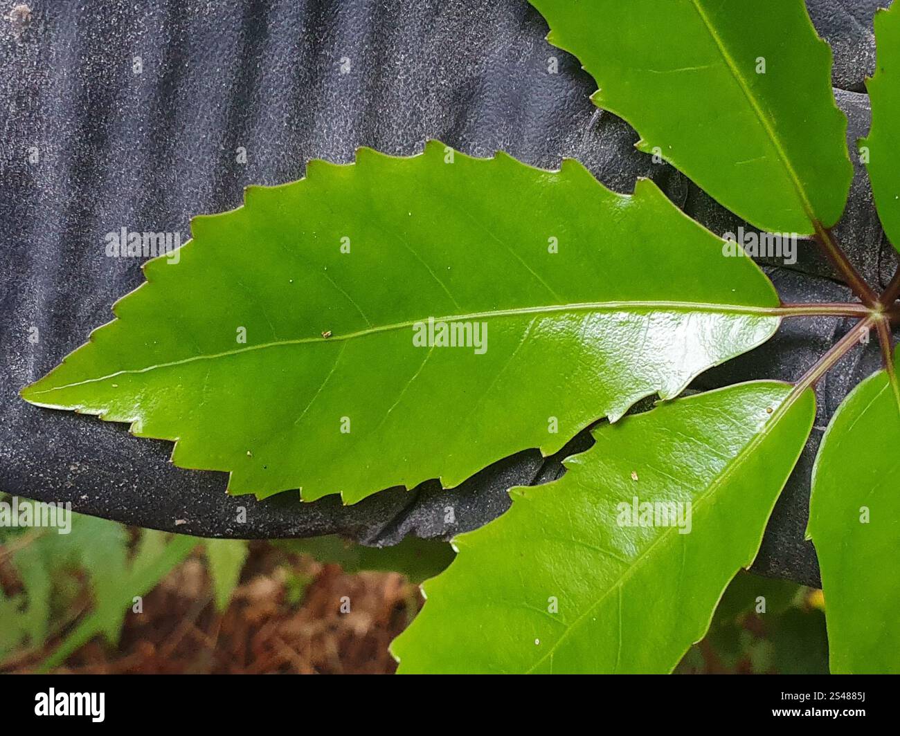 five finger (Pseudopanax arboreus Stock Photo - Alamy