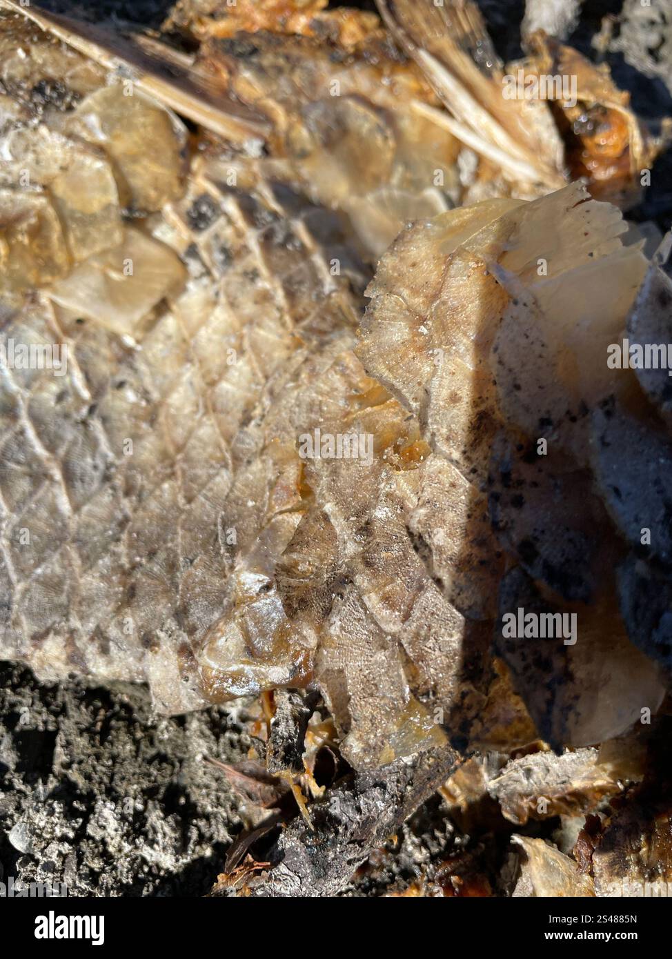 Ray-finned Fishes (Actinopterygii Stock Photo - Alamy