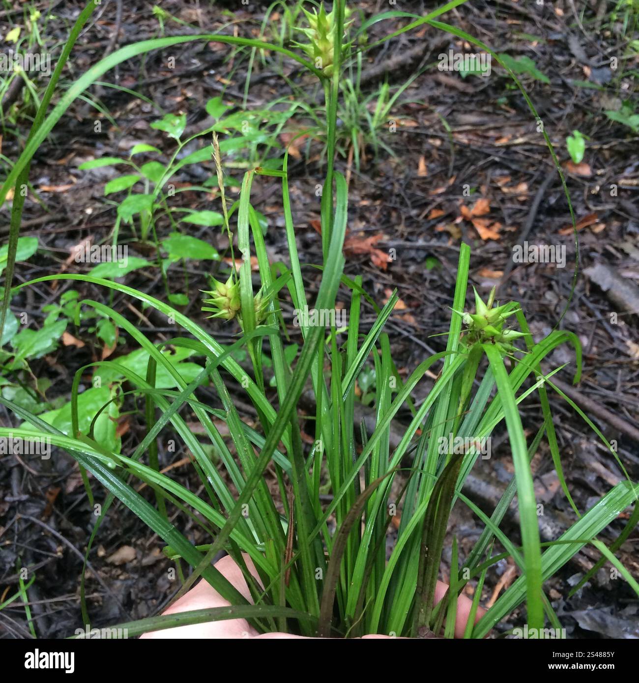 bladder sedge (Carex intumescens Stock Photo - Alamy