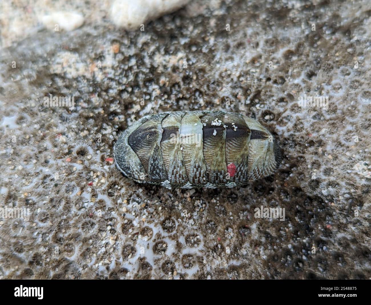 West Indian Green Chiton (Chiton tuberculatus Stock Photo - Alamy