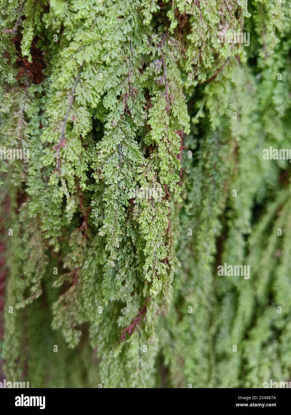 filmy ferns (Hymenophyllum Stock Photo - Alamy