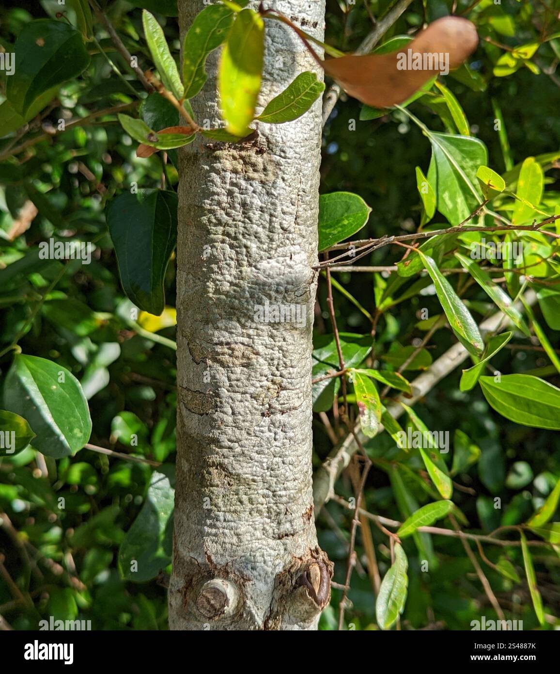 Darlington Oak (Quercus hemisphaerica Stock Photo - Alamy