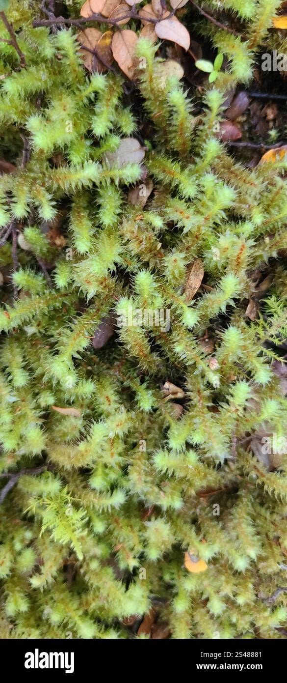 pipe-cleaner moss (Ptychomnion aciculare Stock Photo - Alamy