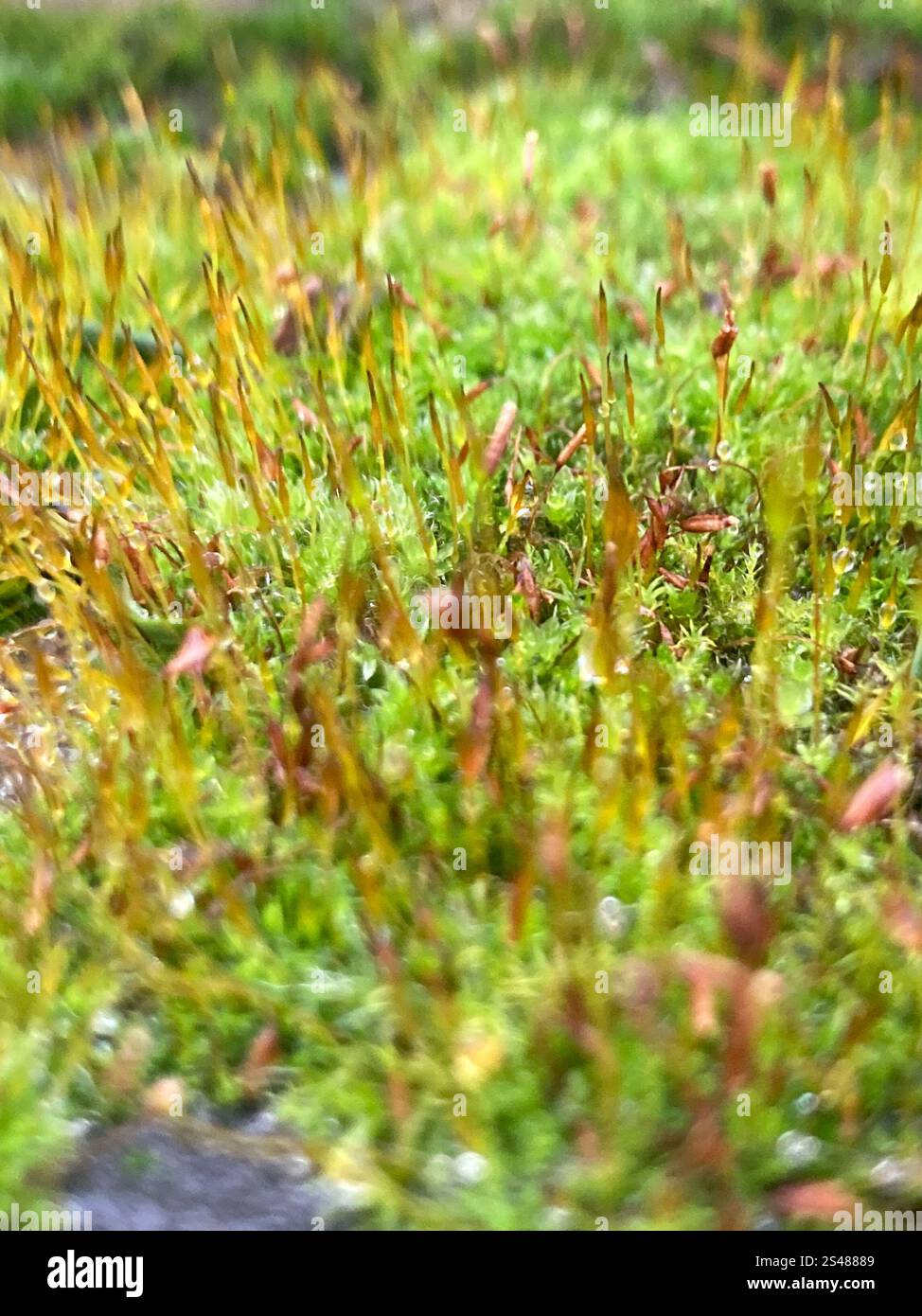 Wall Screw-moss (Tortula muralis Stock Photo - Alamy
