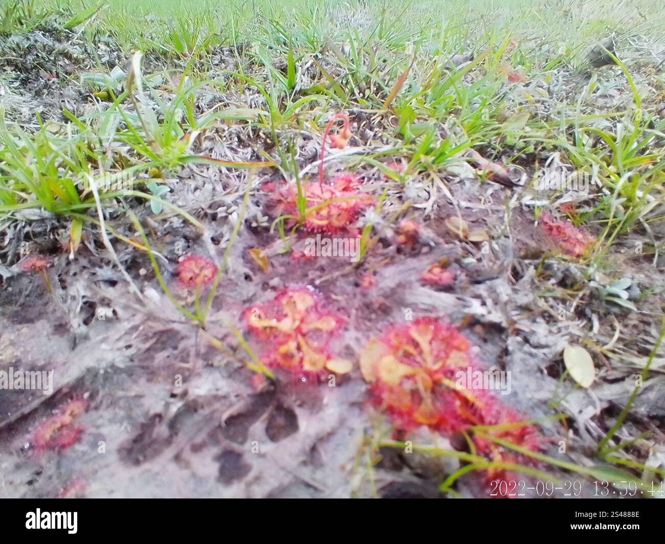 dwarf sundew (Drosera brevifolia Stock Photo - Alamy