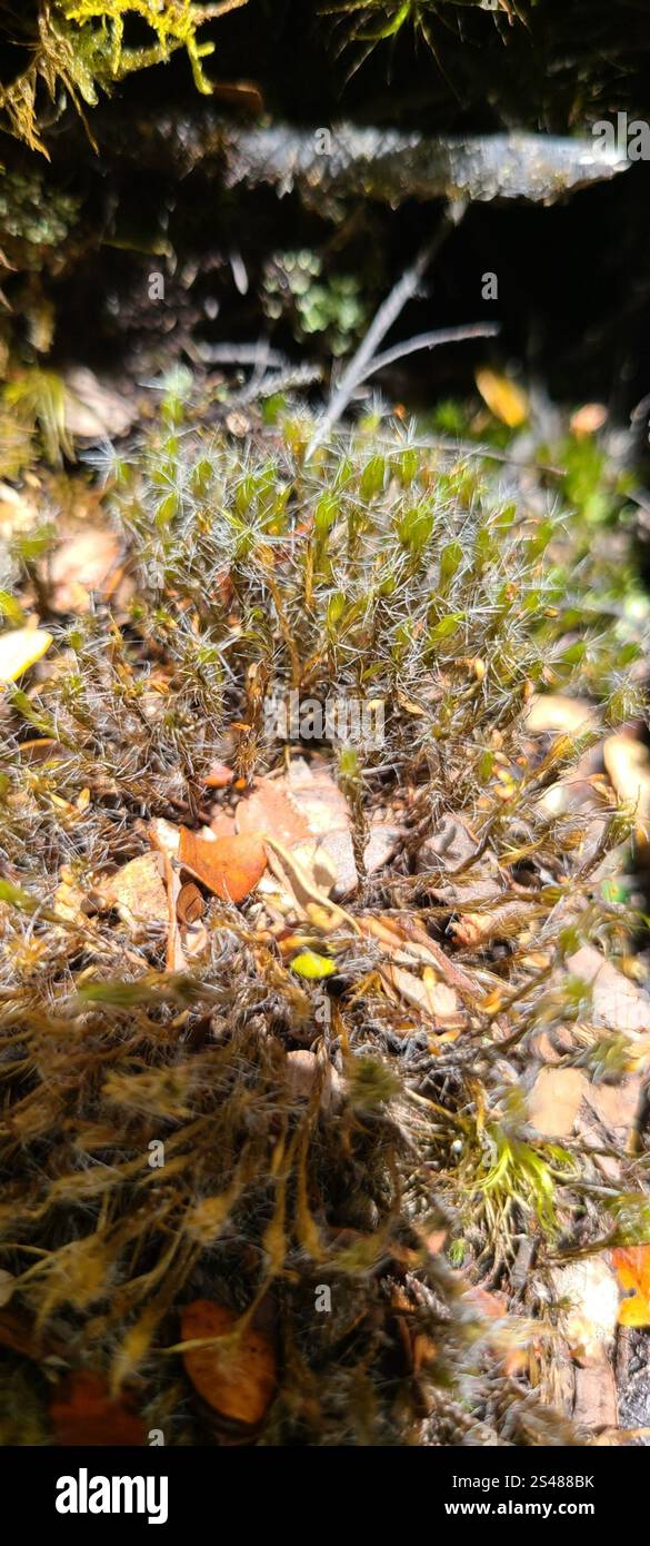 Heath Star-moss (Campylopus introflexus Stock Photo - Alamy