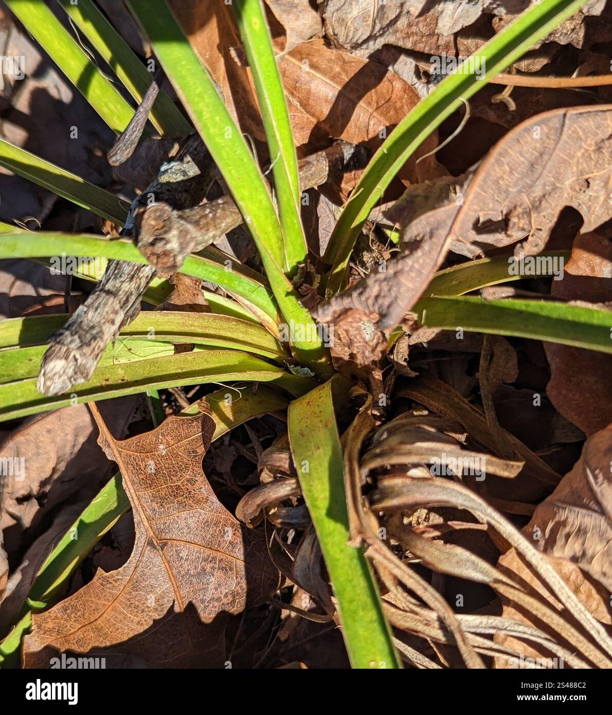 common yucca (Yucca filamentosa Stock Photo - Alamy
