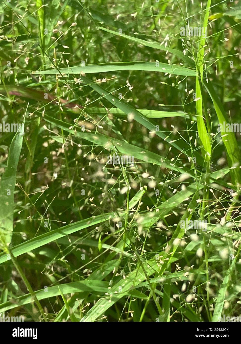 Feather Lovegrass (Eragrostis tenella Stock Photo - Alamy