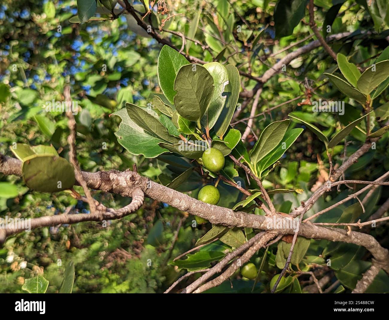 Wild Calabash (Elaeodendron xylocarpum Stock Photo - Alamy