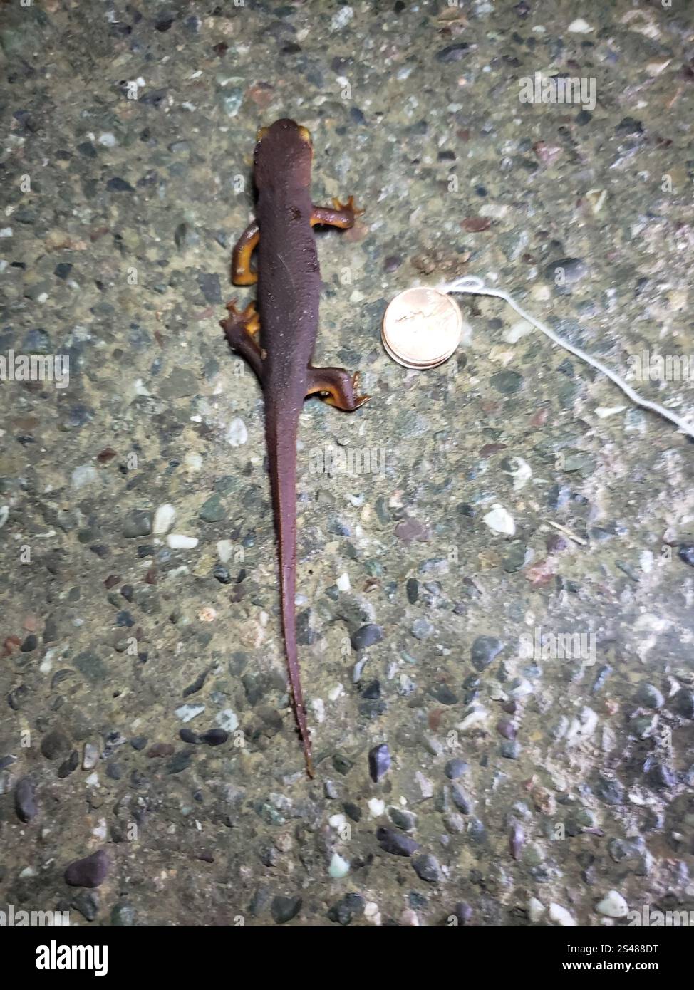 California Newt (Taricha torosa Stock Photo - Alamy