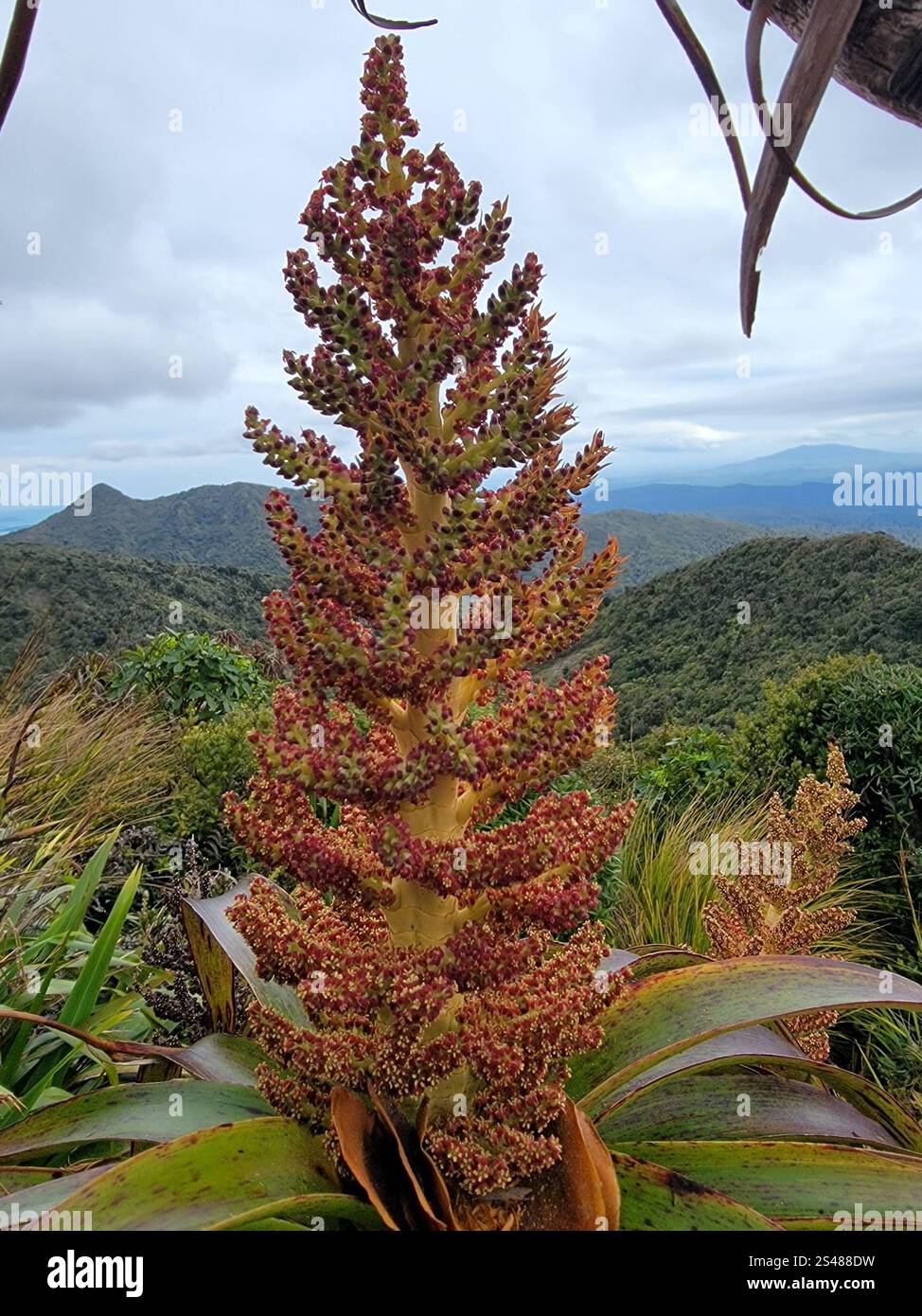 mountain neinei (Dracophyllum traversii Stock Photo - Alamy