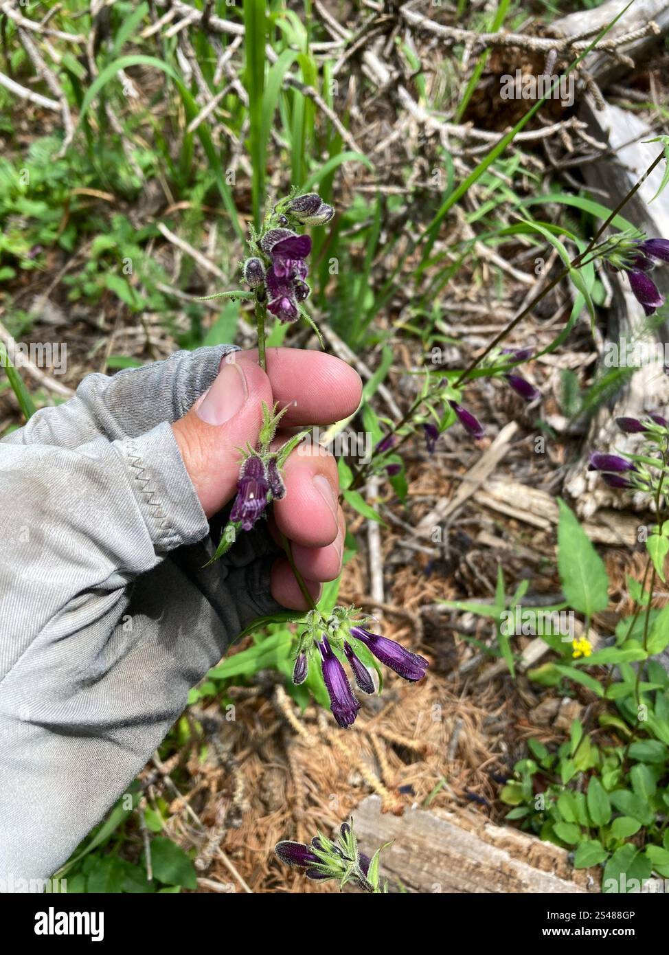 Whipple's penstemon (Penstemon whippleanus Stock Photo - Alamy