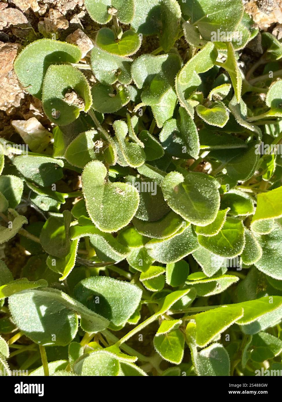 Wishbone Bush (Mirabilis laevis Stock Photo - Alamy