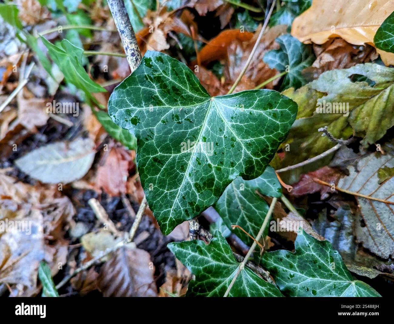 Atlantic Ivy (Hedera hibernica Stock Photo - Alamy
