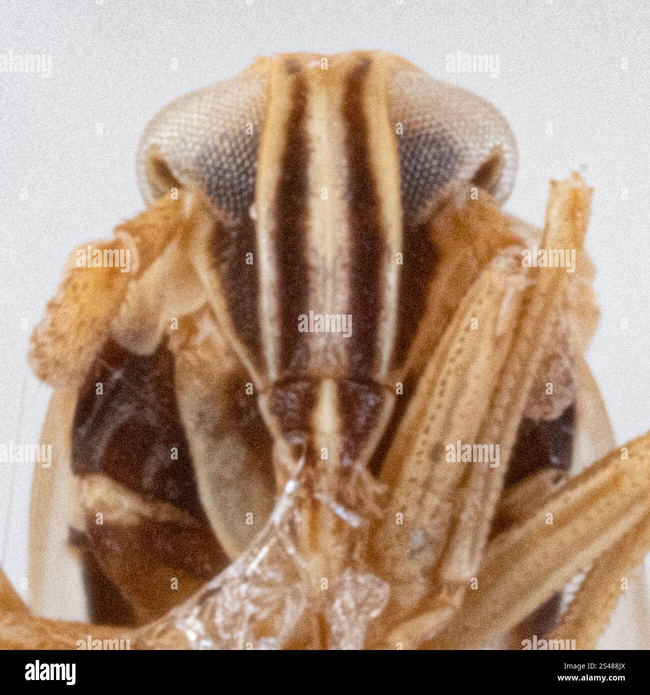 small brown planthopper (Laodelphax striatella Stock Photo - Alamy