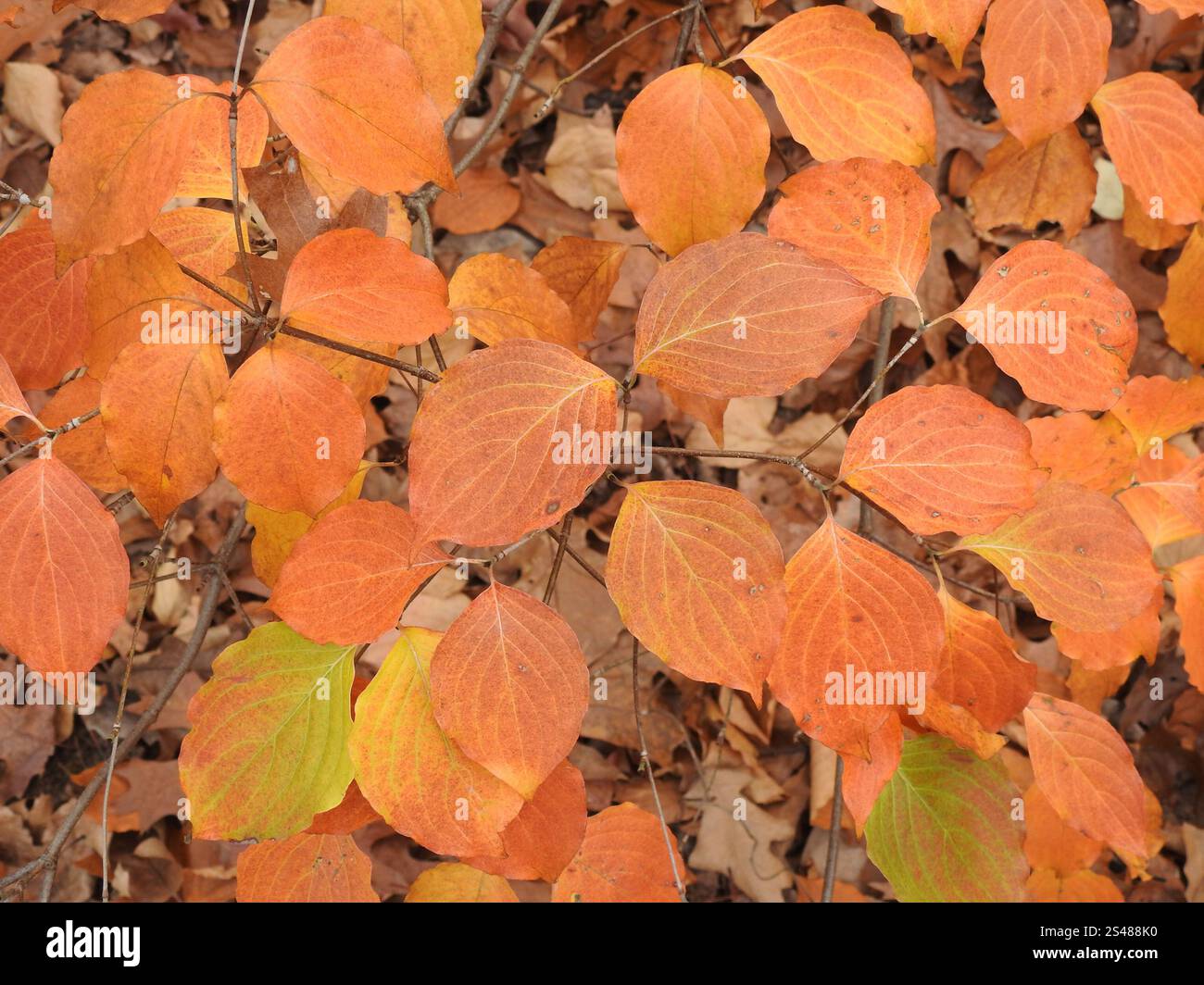 Round-leaved Dogwood (Cornus rugosa Stock Photo - Alamy