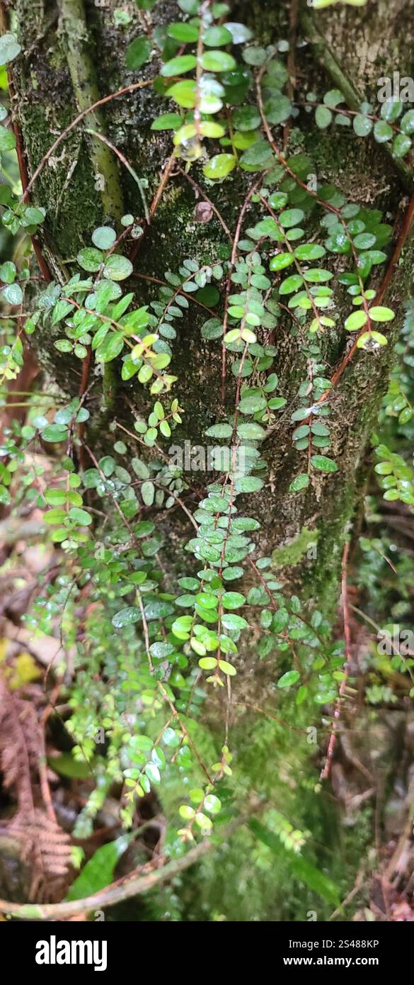white climbing rātā (Metrosideros diffusa Stock Photo - Alamy
