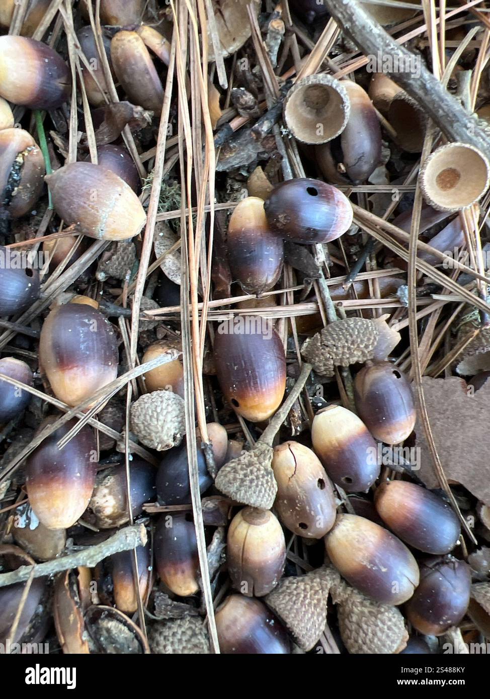 Nut and Acorn Weevils (Curculio Stock Photo - Alamy