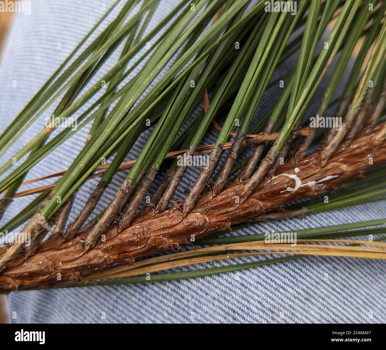 loblolly pine (Pinus taeda Stock Photo - Alamy