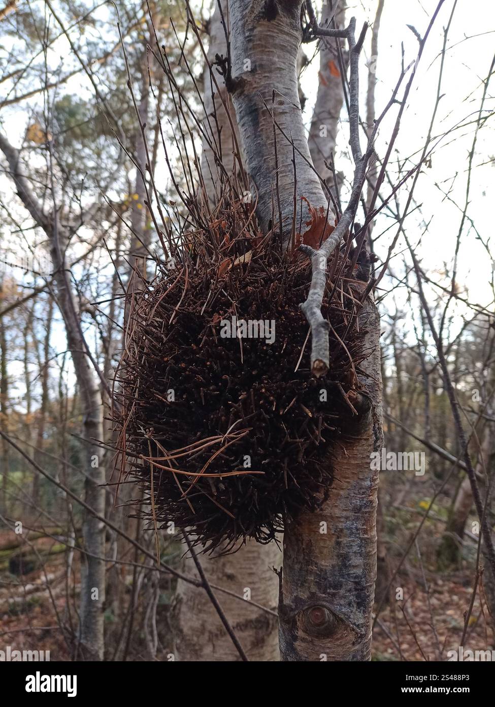Birch Witch's-broom (Taphrina betulina Stock Photo - Alamy