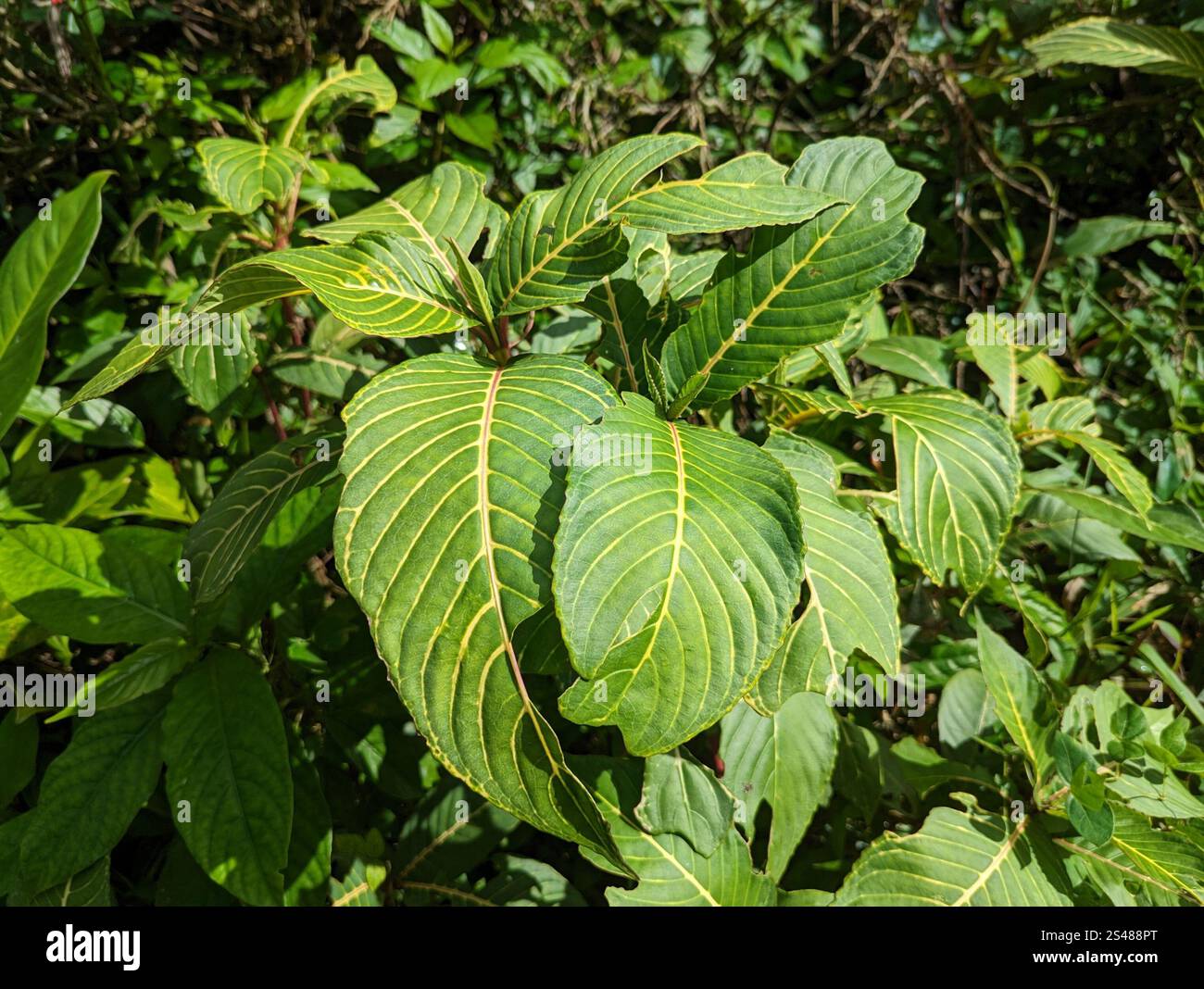Sanchezia (Sanchezia parvibracteata Stock Photo - Alamy