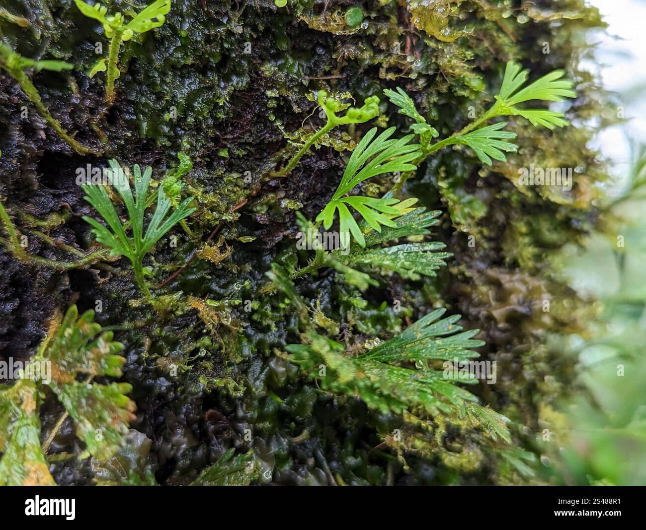 peltate tonguefern (Elaphoglossum peltatum Stock Photo - Alamy