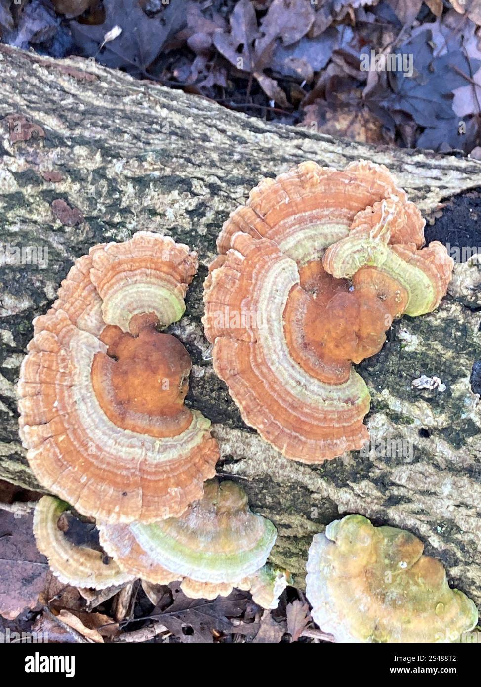 Thin-walled Maze Polypore (Daedaleopsis confragosa Stock Photo - Alamy