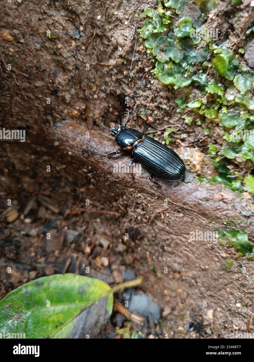 Bess Beetles (Passalidae Stock Photo - Alamy