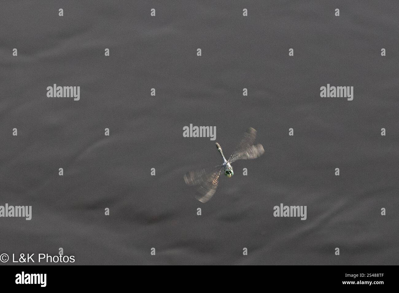 Spot-tailed Dasher (Micrathyria aequalis Stock Photo - Alamy